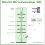 Scanning Electron Microscope (SEM) - Diagram, Working Principle ...