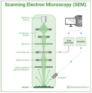 Scanning Electron Microscope (SEM) - Diagram, Working Principle ...
